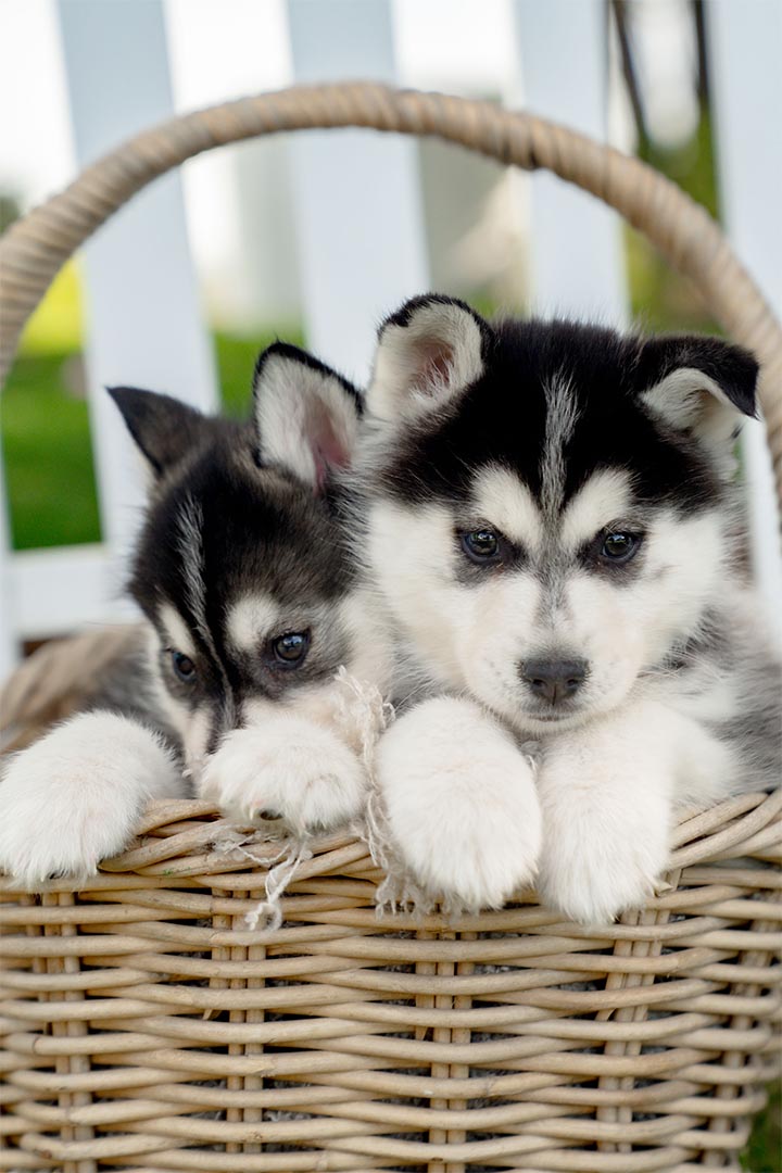 Pomsky Gallery - Cherry Snow Pomskies